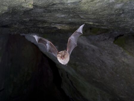 Fledermaus – KiwiThek